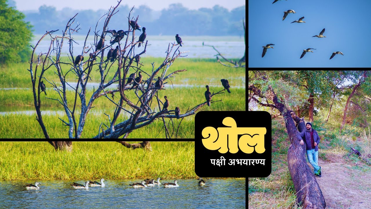 The Ultimate Experience: Exploring Thol Bird Sanctuary - YouTube