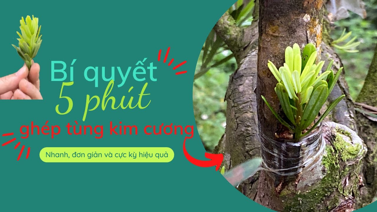 Bí quyết ghép tùng kim cương trong 5 phút | tips for grafting daimond ...