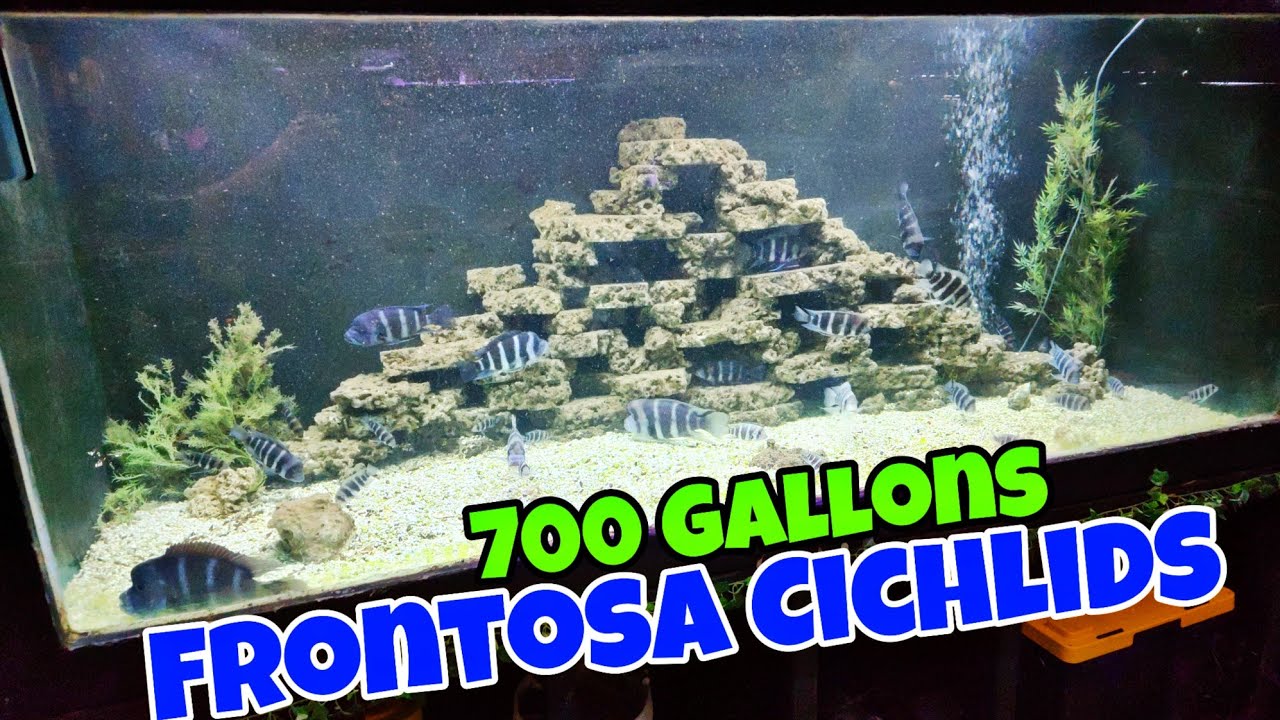 Beautiful Frontosa Cichlid Tank get a Makeover - YouTube