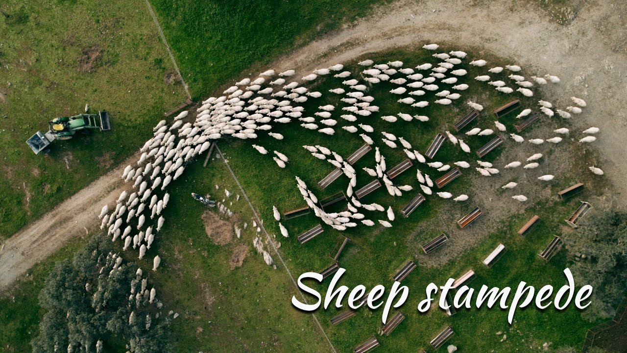 Sheep stampede in Extremadura - Spain 4k - YouTube