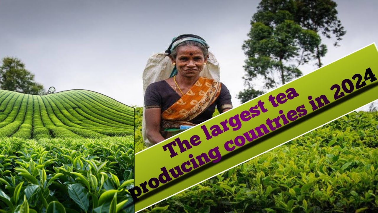 The largest tea producing countries in 2024#pendrive - YouTube
