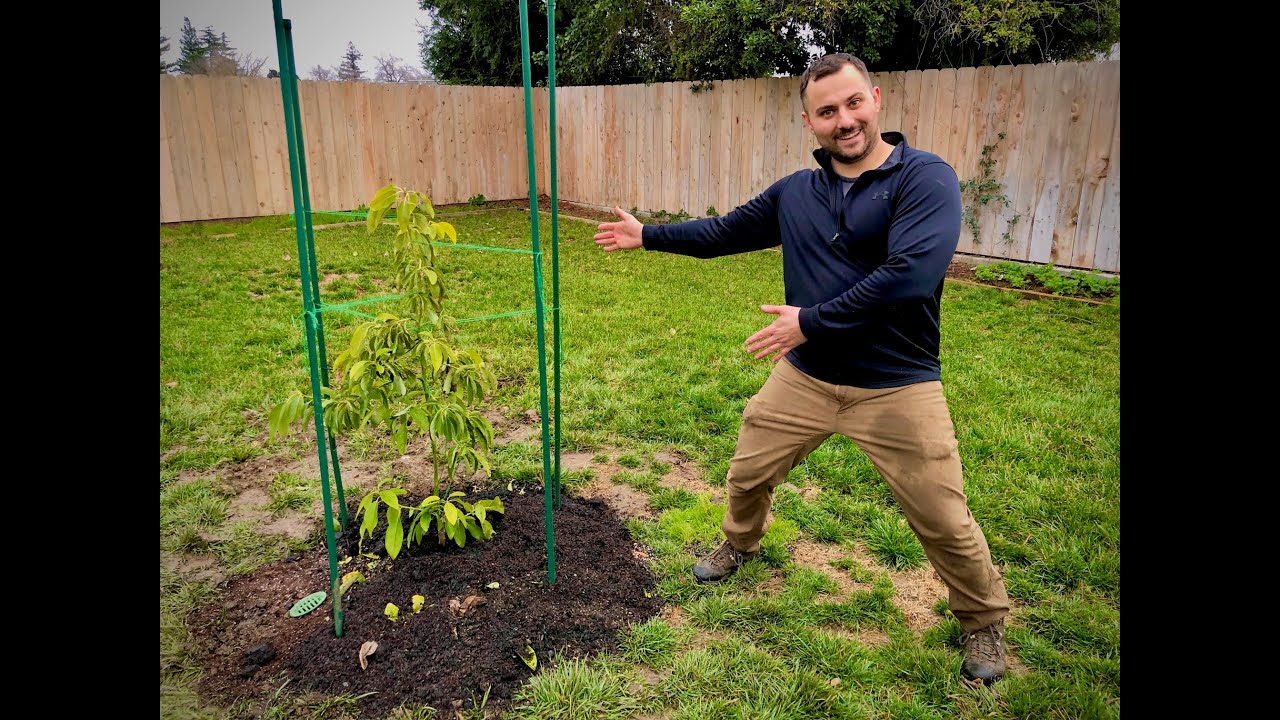 Fuerte Avocado Tree: Planting & Tips! - YouTube