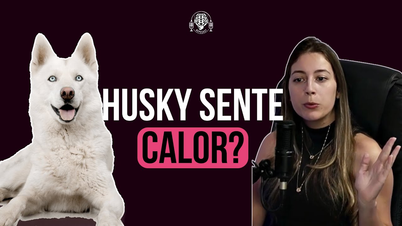 REVELADO o motivo do seu cachorro Husky passar tanto calor - YouTube