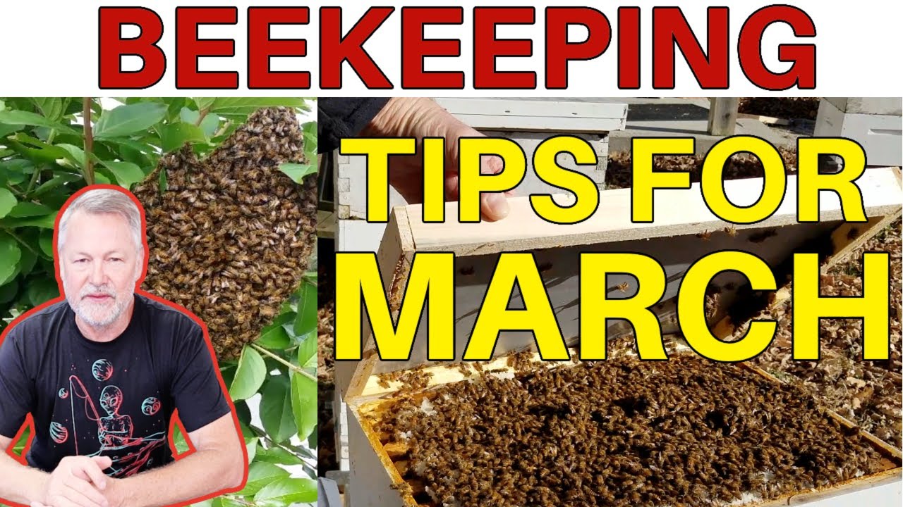 Beekeeping Tips For The Month of March - YouTube