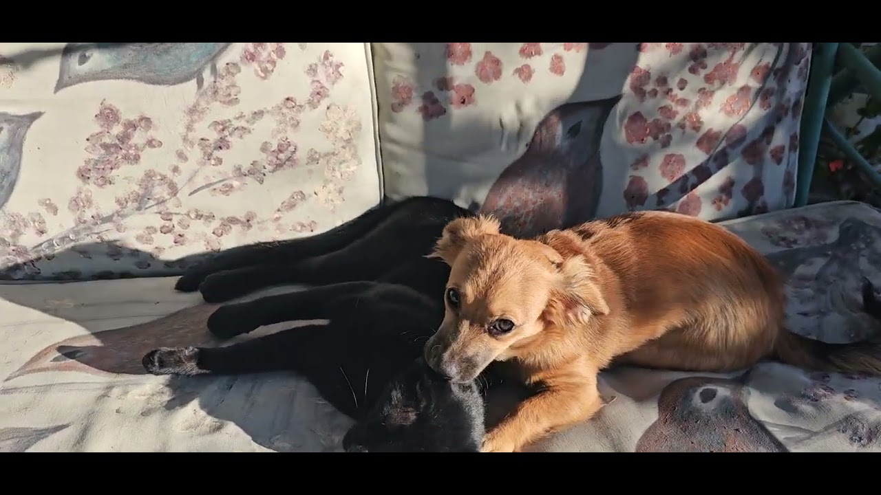 Chó mèo làm bạn. Teddy puppy bully Maison cat. Love and hate bonding ...