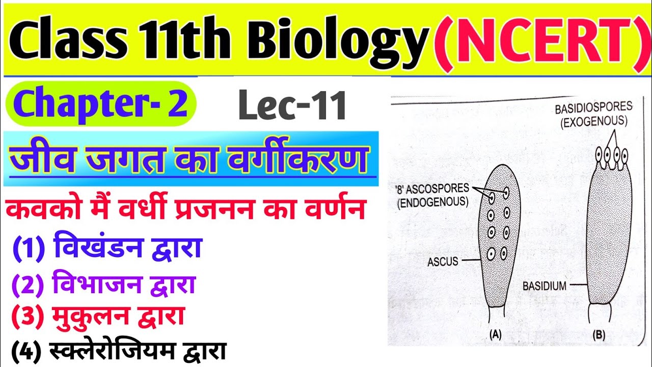 कवको में वर्धी प्रजनन को समझाइए। kavko main vardhi prajanan ko samjhaie ...