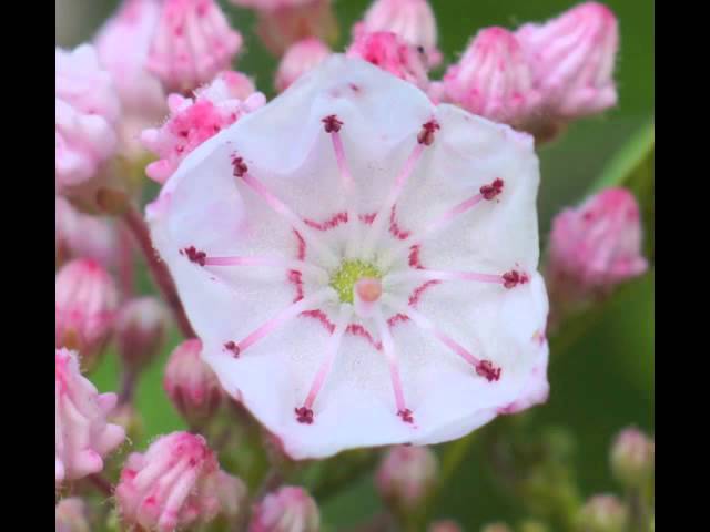 Kalmia Latifolia Drawing