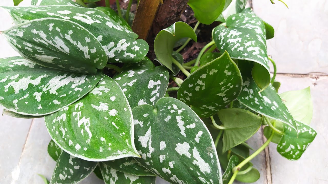 CONHEÇA A JIBOIA PRATEADA E COMO MANTER ESSA PLANTA SEMPRE LINDA. - YouTube