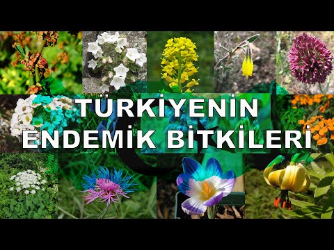 TÜRKİYE'NİN NESLİ TÜKENMEKTE OLAN BİTKİLERİ-2. Endemic Plant of Turkey-2