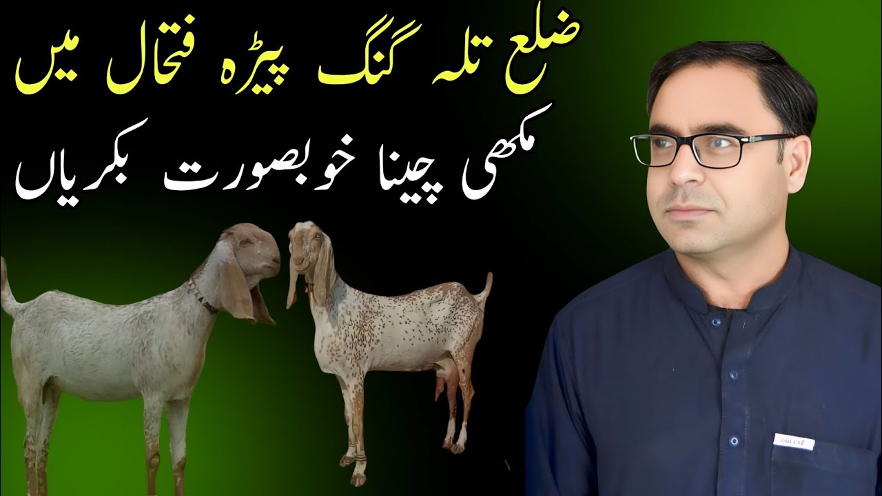 Makhi Cheena Aspacial Goat Farm In Distic Tallagang//Village Pehda ...