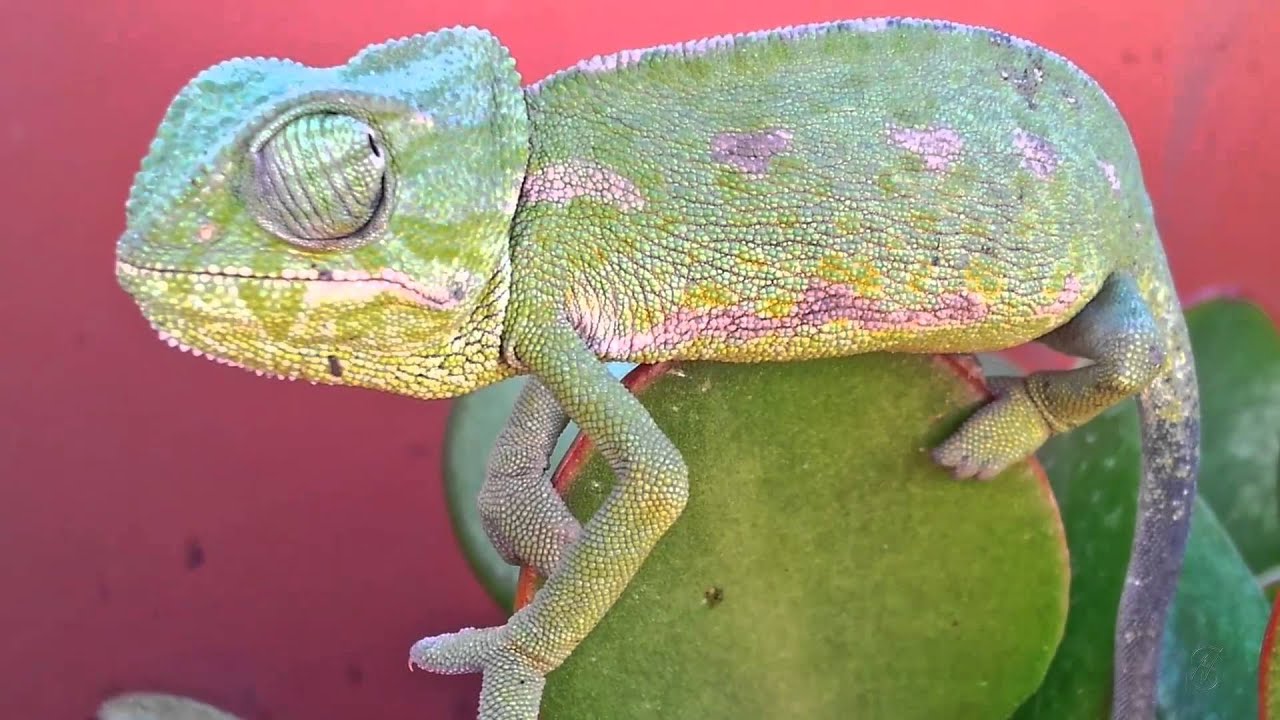 Chameleon 360˚ field of vision - YouTube