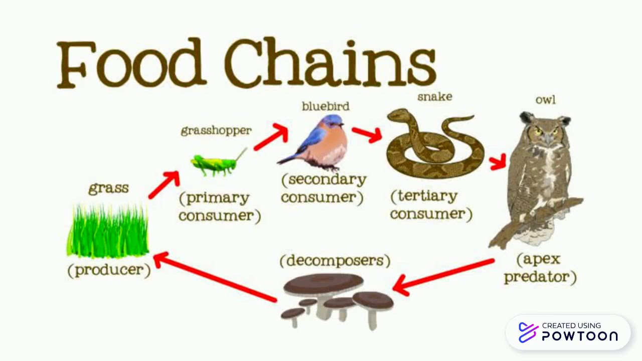 Energy and Life's Organization - YouTube