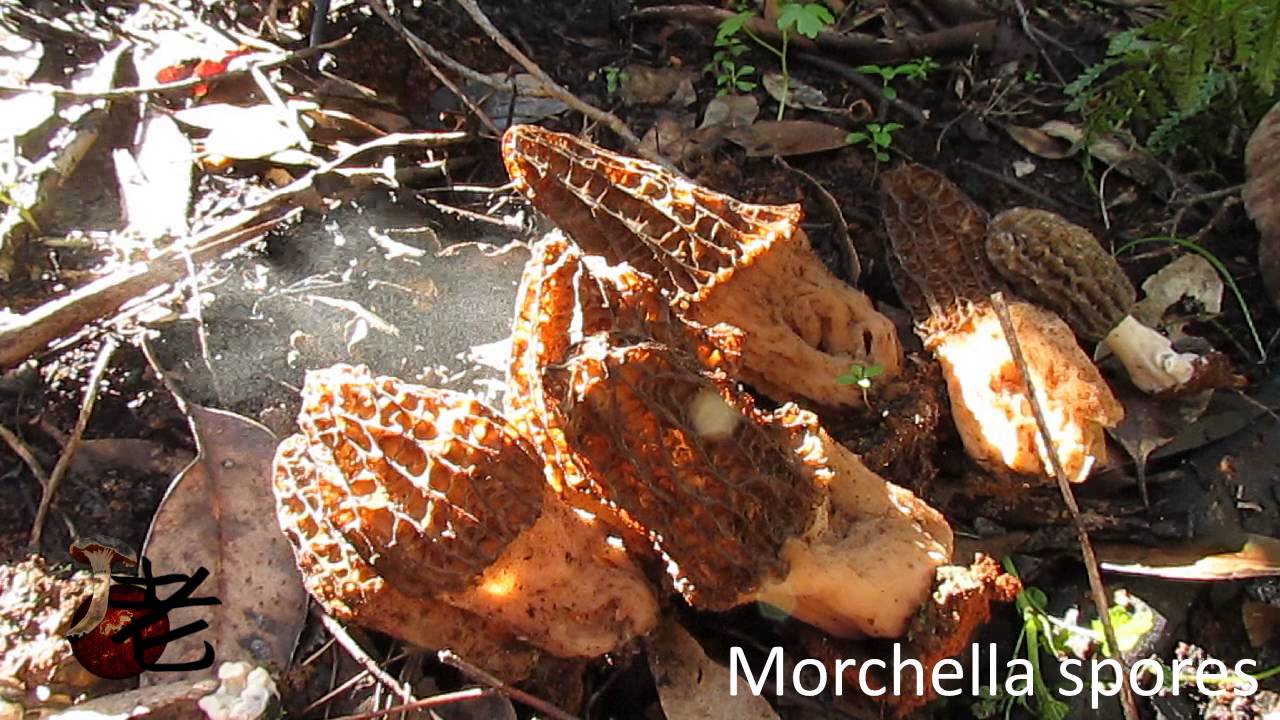 Morchella spores illuminated by sunbeam- Australia - YouTube