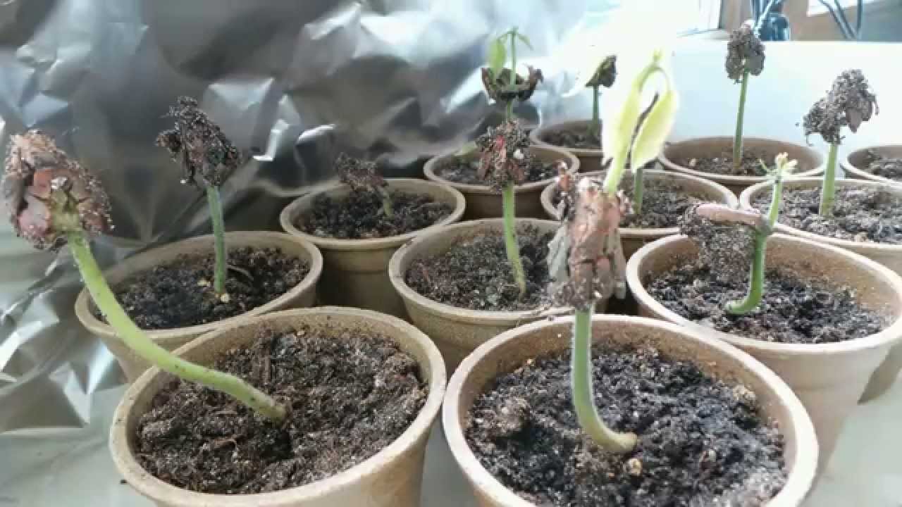 Time Lapse Kudvic Planting Cocoa and growing cocoa trees at home - YouTube