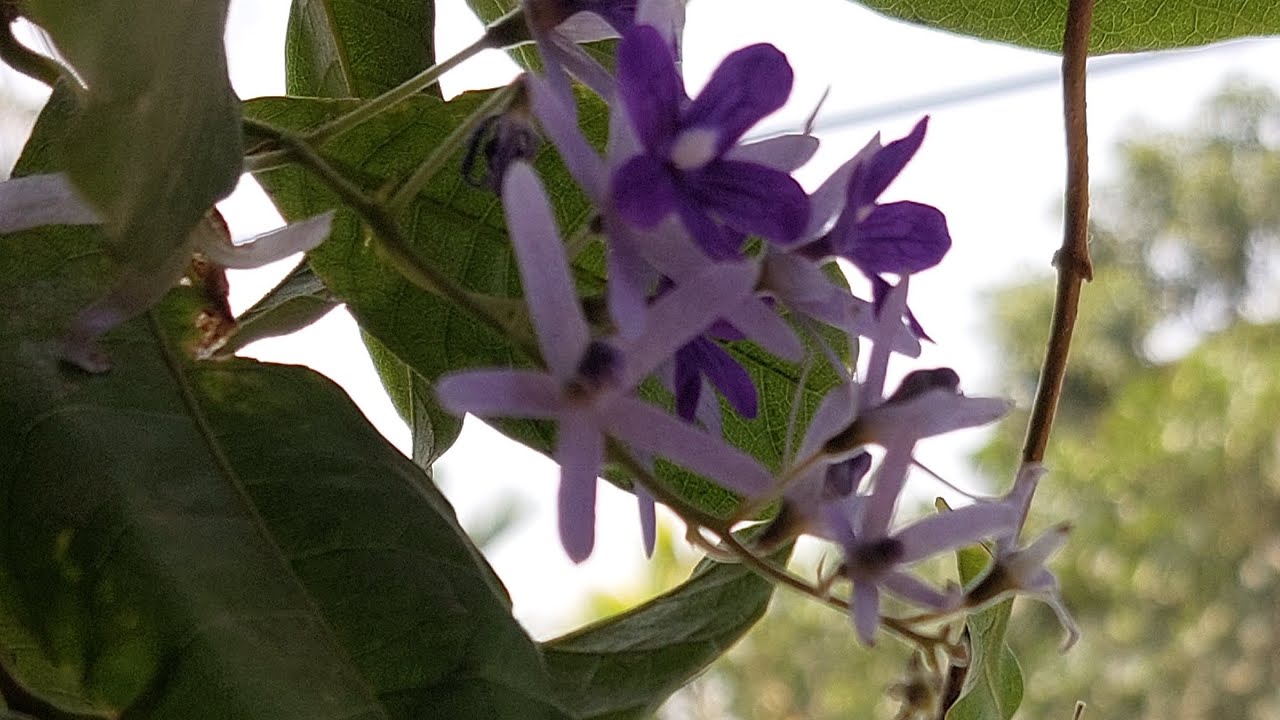 Nilmoni lota // paper sand vine flower - YouTube