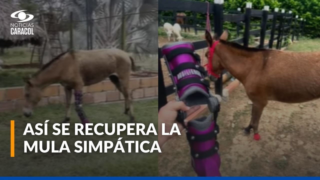 La mula Simpática recibió prótesis a la medida: diseñador industrial se ...