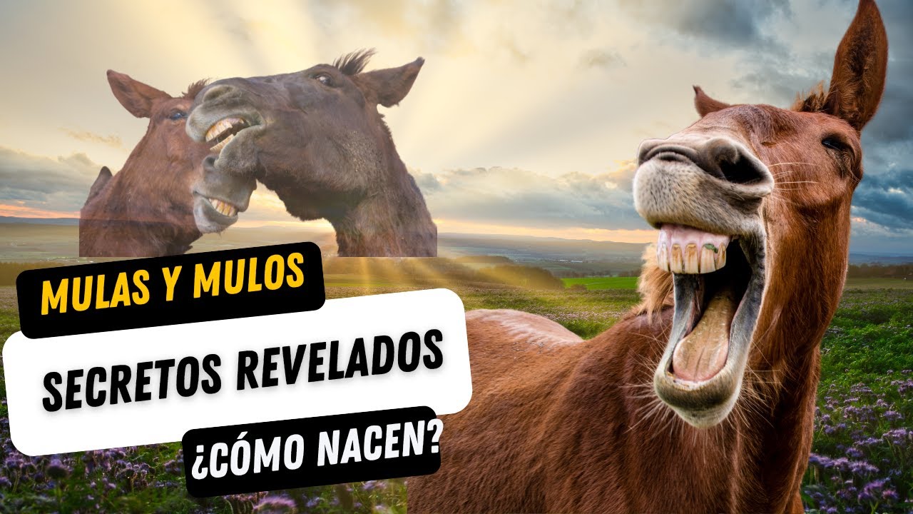 🚨 El Misterio de la CRUZA entre CABALLOS y BURROS: ¿Cómo Nacen las ...