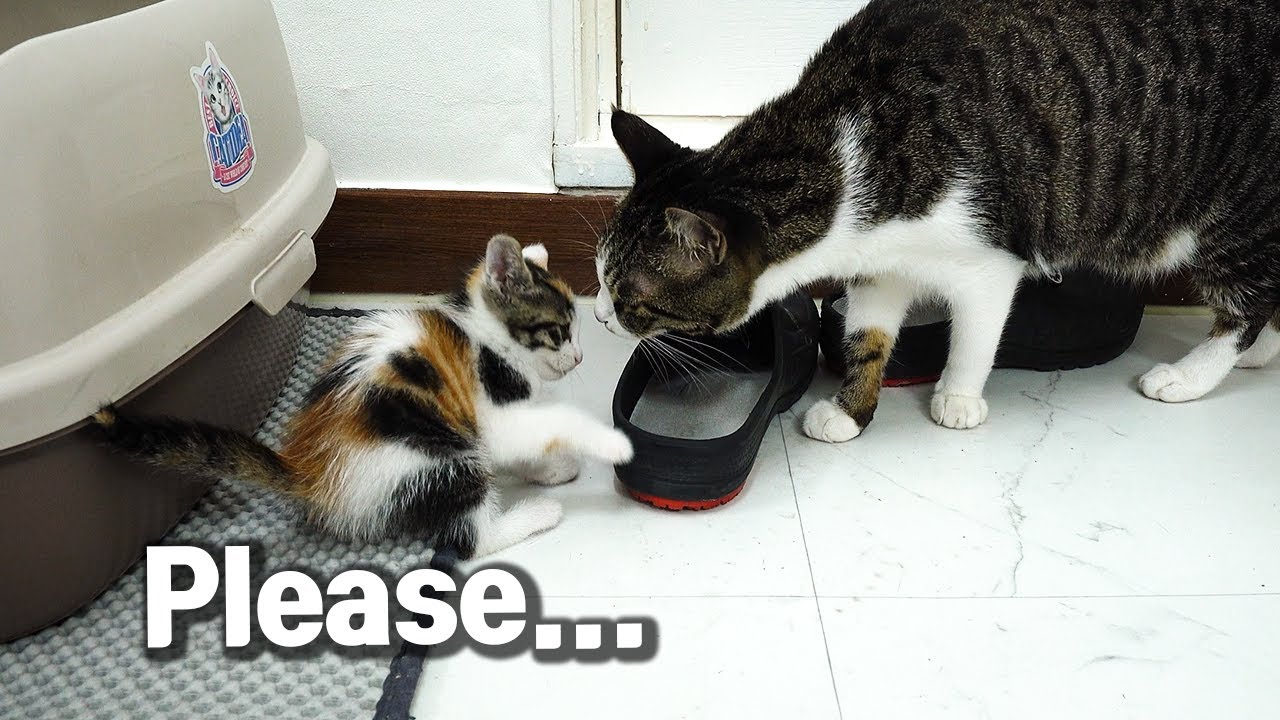 The Kitten was Beaten by a Stray Cat and Ran away to me! - YouTube