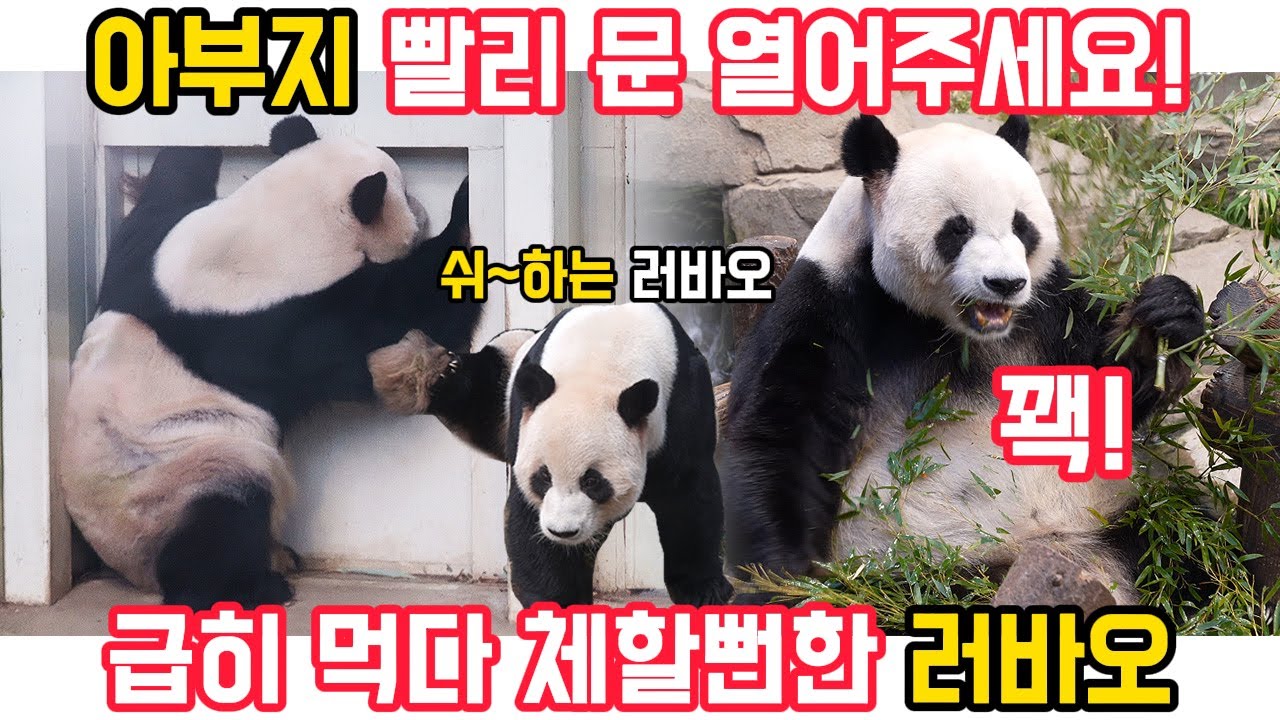 급히 먹다가 체할 뻔한 러바오🐼야외 방사장에 나가고 싶어서 아부지를 자꾸만 부르네요 그리고 오줌 싸는 러바오 너무 귀여워 레서판다 레몬 러바오푸바오아이바오 Youtube