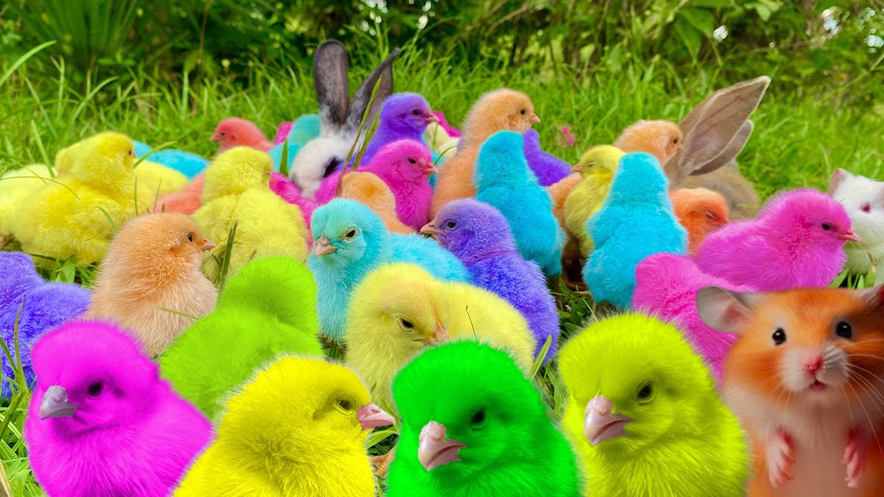 Catch cute chickens and ducks colorful ,hamster ,multicolor duck ,funny ...