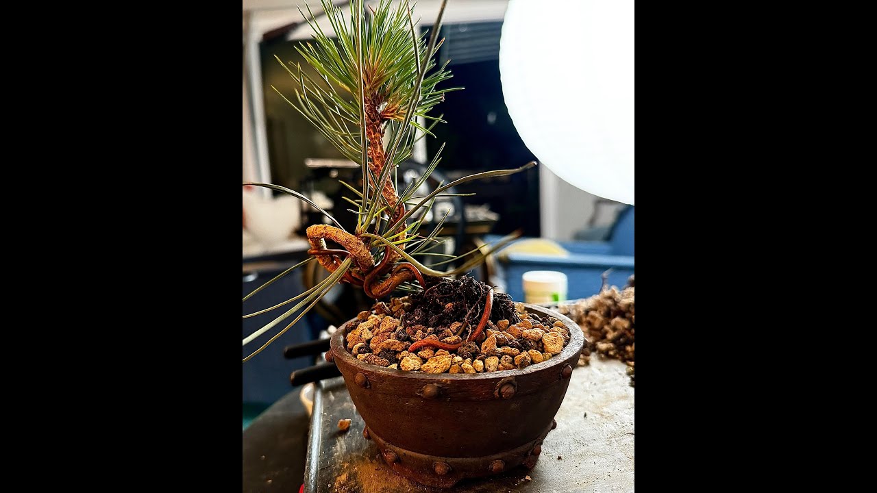 Patricia O'Connor, The Bonsai Balcony: Pondo Rebound! - YouTube