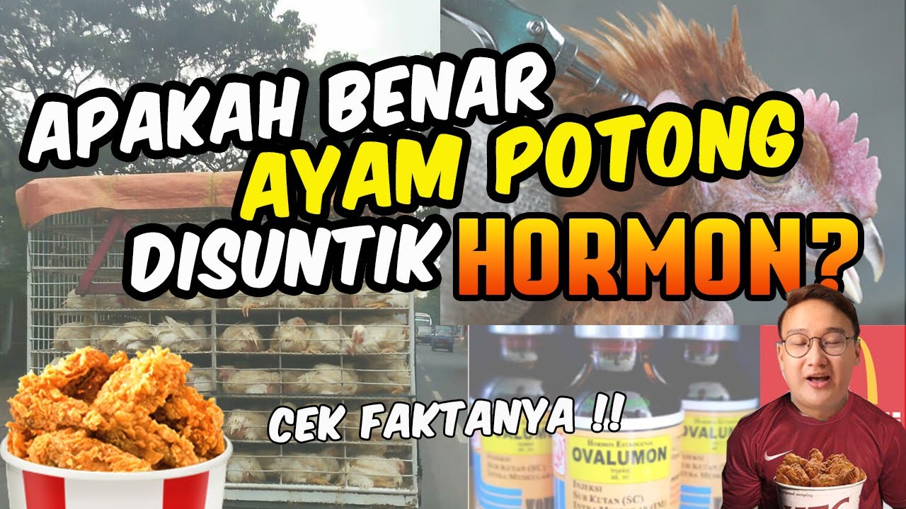 APAKAH BENAR AYAM POTONG DISUNTIK HORMONE? CEK FAKTANYA!! - YouTube