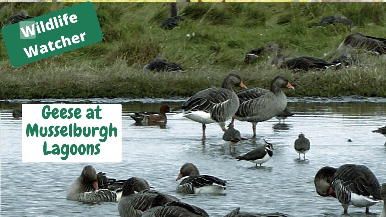 Greylag Geese at Musselburgh Lagoons on a Windy Day | Scotland 2020 ...