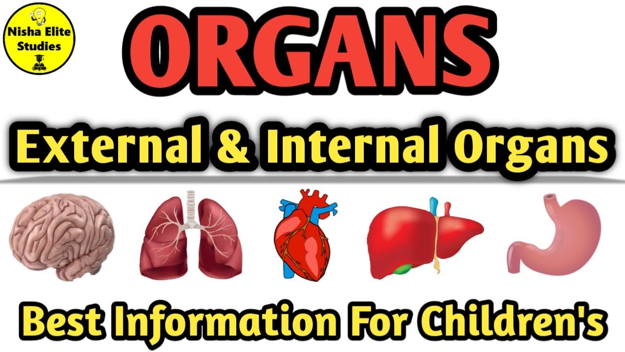 External Organs & Internal Organs | Detailed Information For Students ...