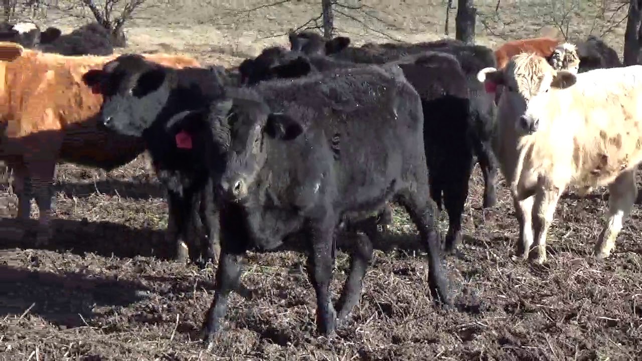 750# Steers Arab Livestock Market 1-19-21 - YouTube