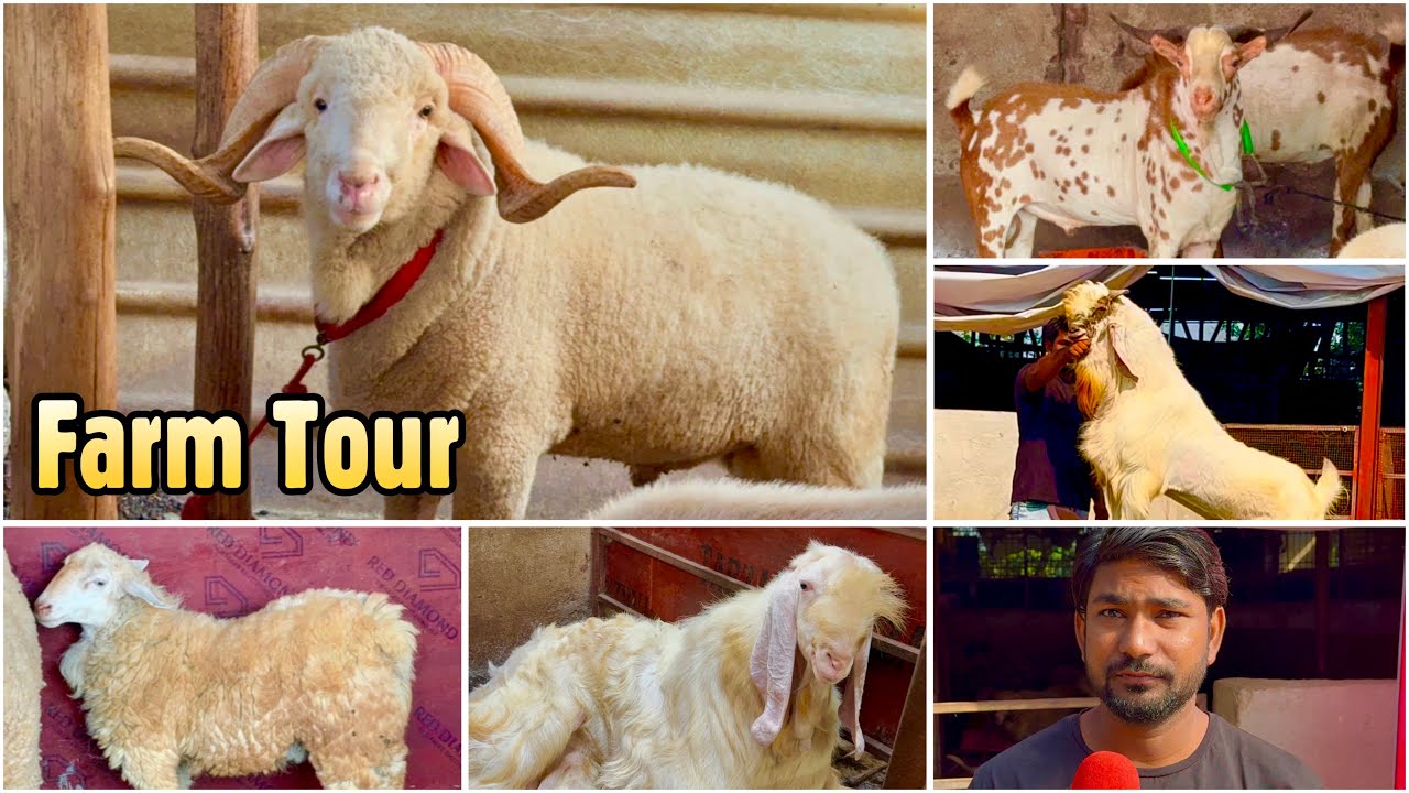 Samaya Goat Farm Mahapoli | Full Farm Tour | Palai Open | Book New ...