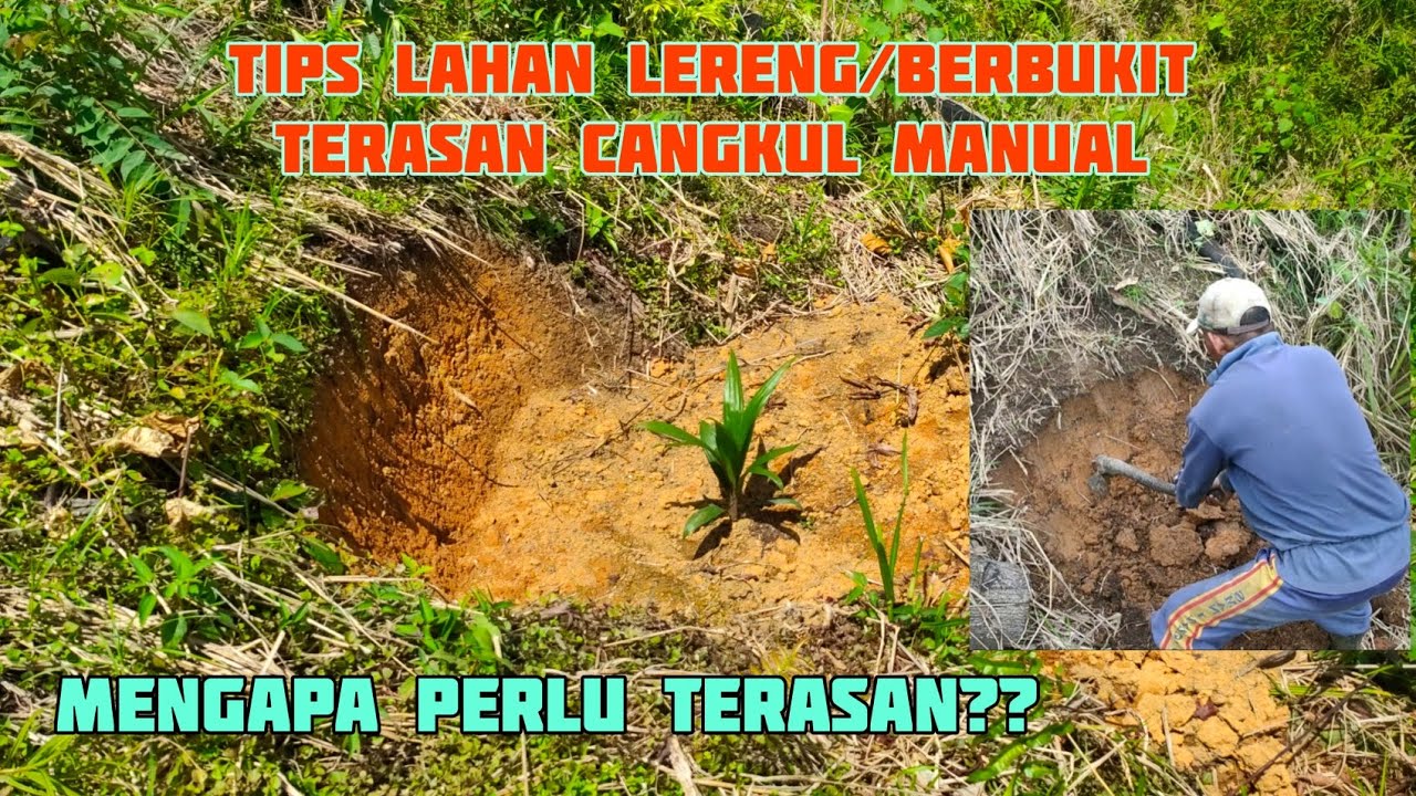WAJIB TERASAN!! tanam sawit lahan miring/berbukit - YouTube