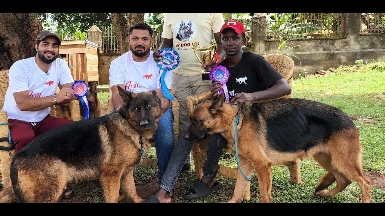 We Have The Quality Pedigree German Shepherds - YouTube