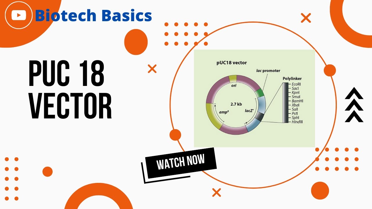 pUC 18 Vector || Genetic Engineering || GATE Biotechnology || IIT-JAM ...