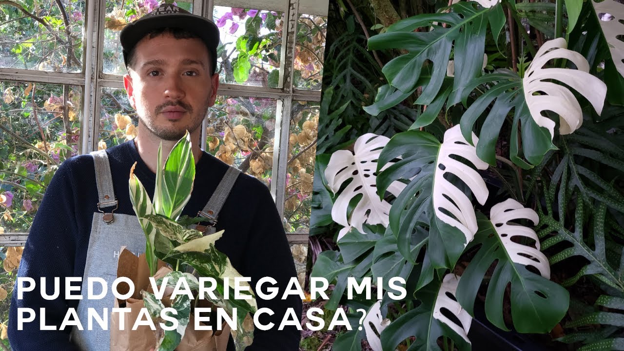 Puede mi planta perder el variegado? Cuidados y tips de Plantas ...