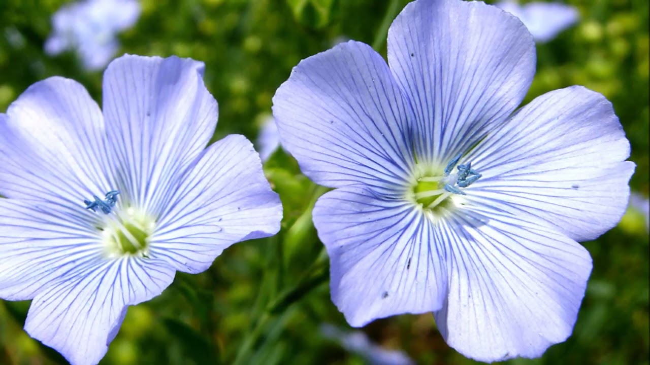 Atosi Flower | ফুল সমাচার: অতসী ফুল || Flowers Bazar || Flowers Name ...