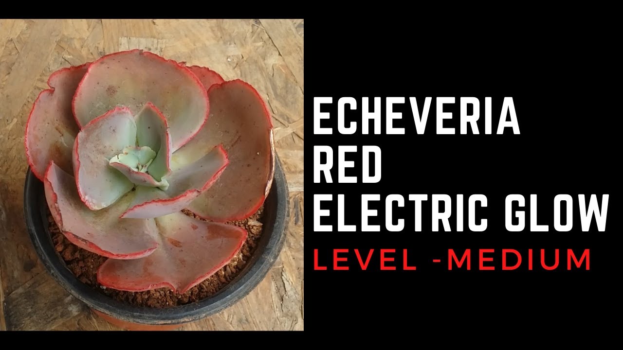 || ECHEVERIA RED ELECTRIC GLOW || CARE TIPS - YouTube