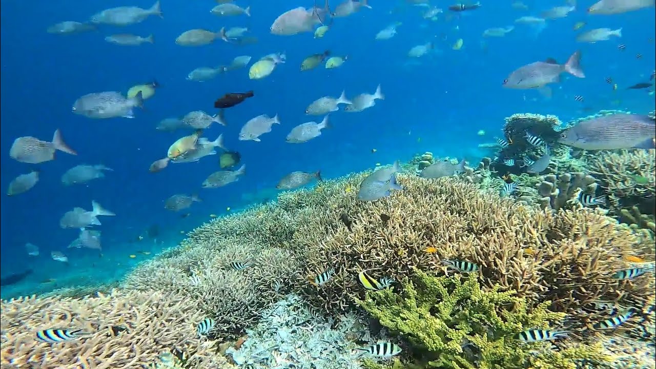 Snorkeling at Yenkoranu jetty, Kri Island, Raja ampat - YouTube