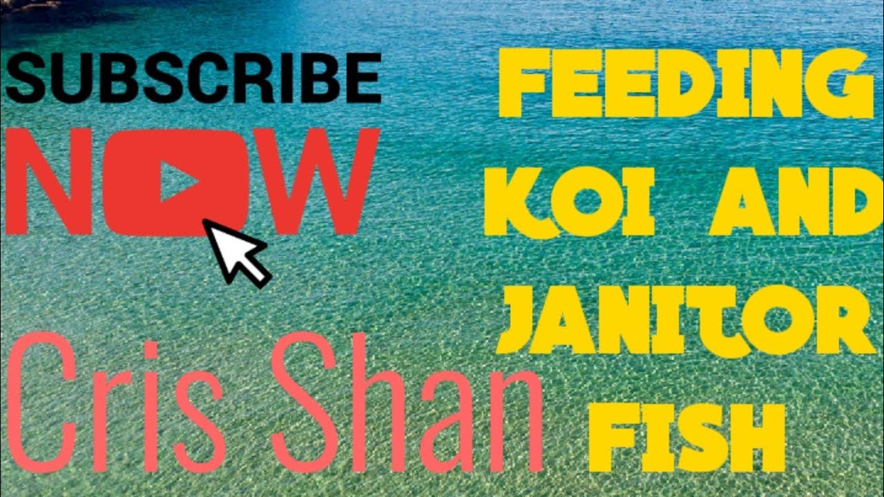 🐠Feeding koi And Janitor Fish🐠 - YouTube