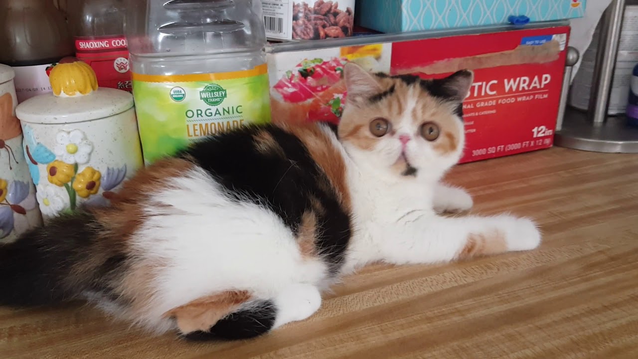 ESH Calico Girl 4 Month Old 8-18-2019 - YouTube