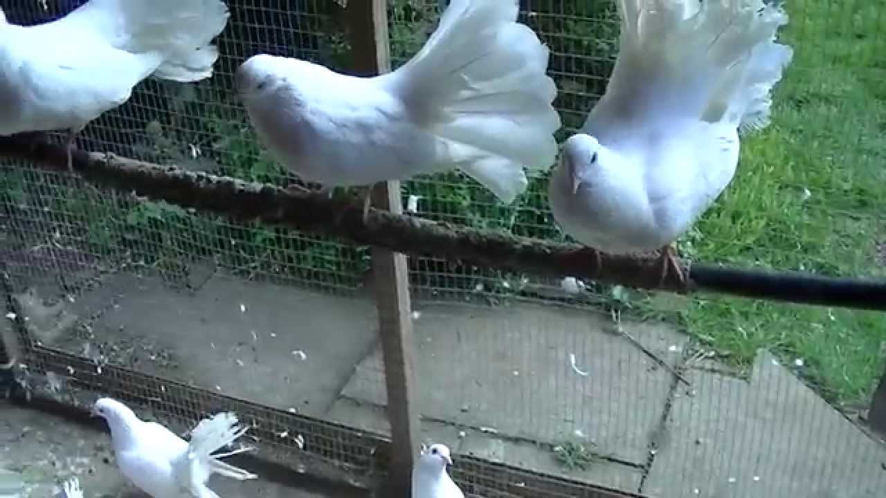 A very tame fantail dove. - YouTube