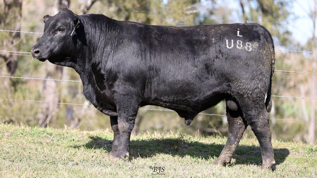 Lot 42 BLA23U88 Knowla Livestock 2024 - YouTube