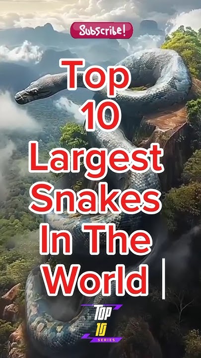 Top 10 Largest Snakes In The World #snake #shorts - YouTube