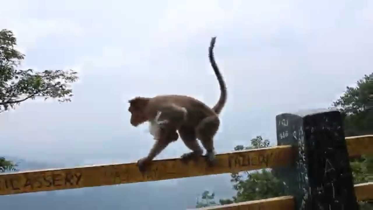 wayanad churam monkeys - YouTube