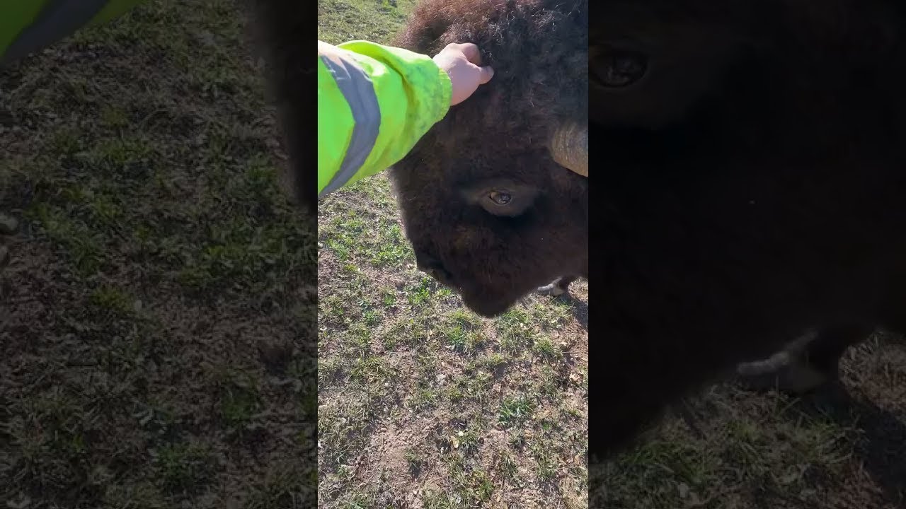 Bison Headbutt Knock Down || ViralHog - YouTube
