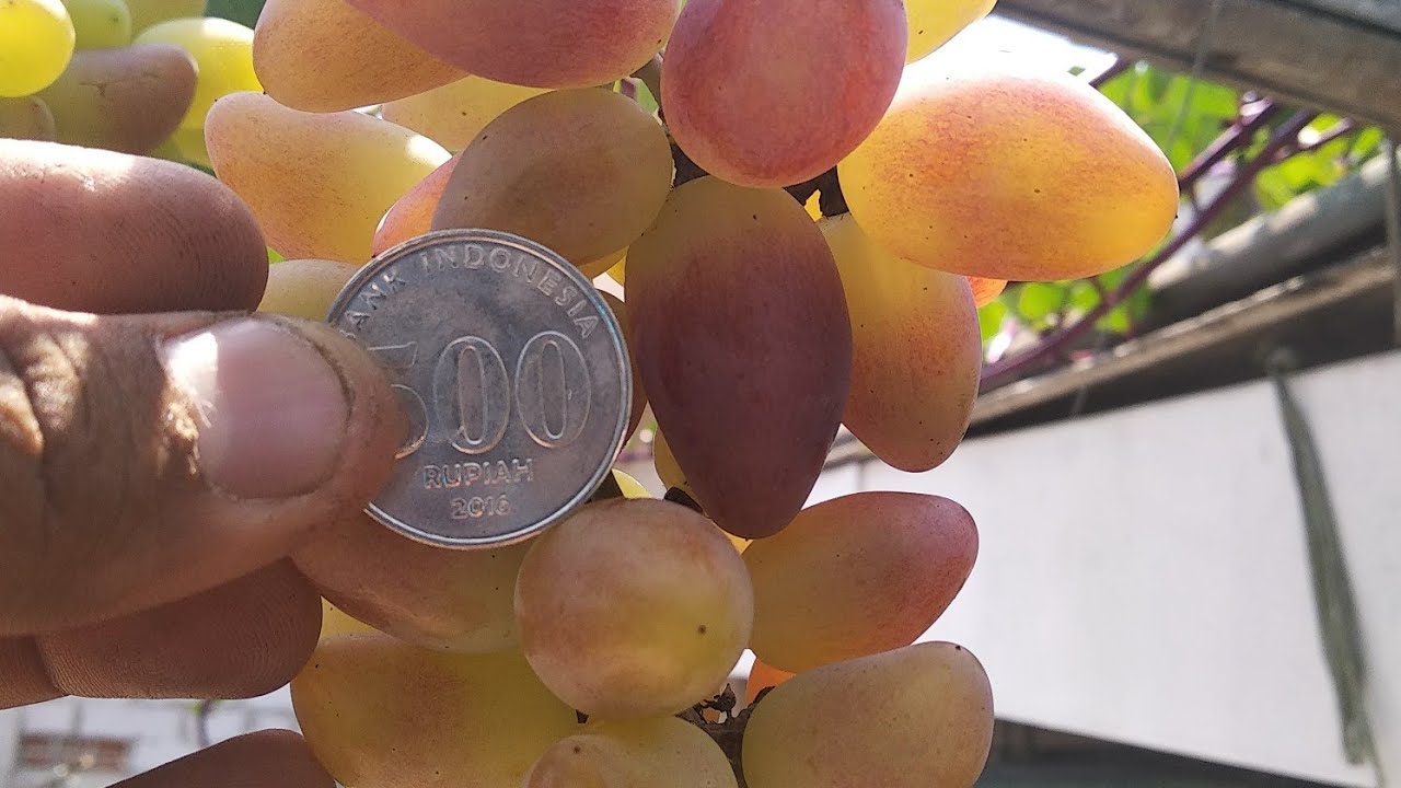 Anggur Dubovsky pink - YouTube