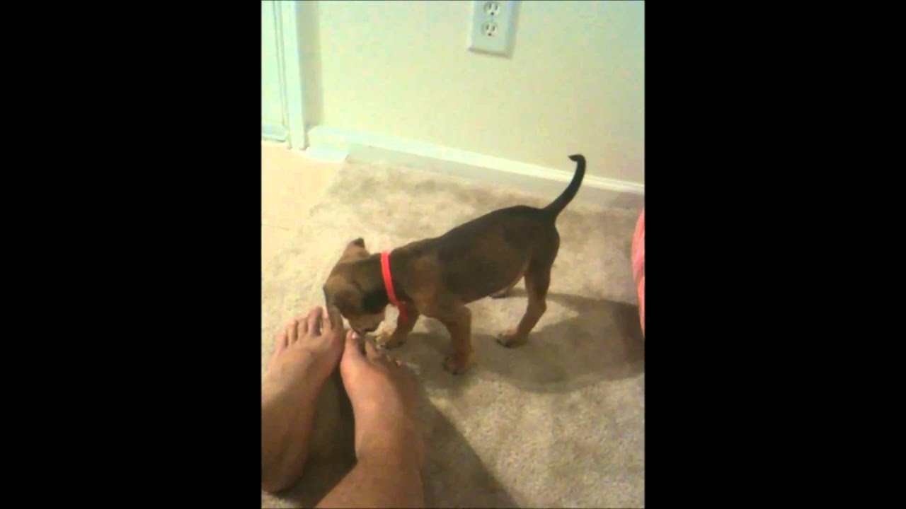 Little Boxer Dachshund Mix - YouTube