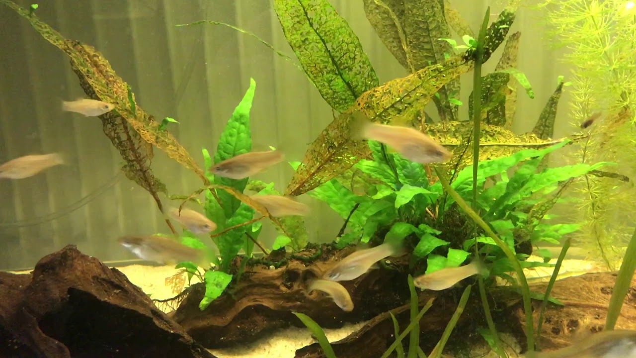 Poecilia Mexicana "Campeche" Shortfin Molly, Atlantic Molly - YouTube