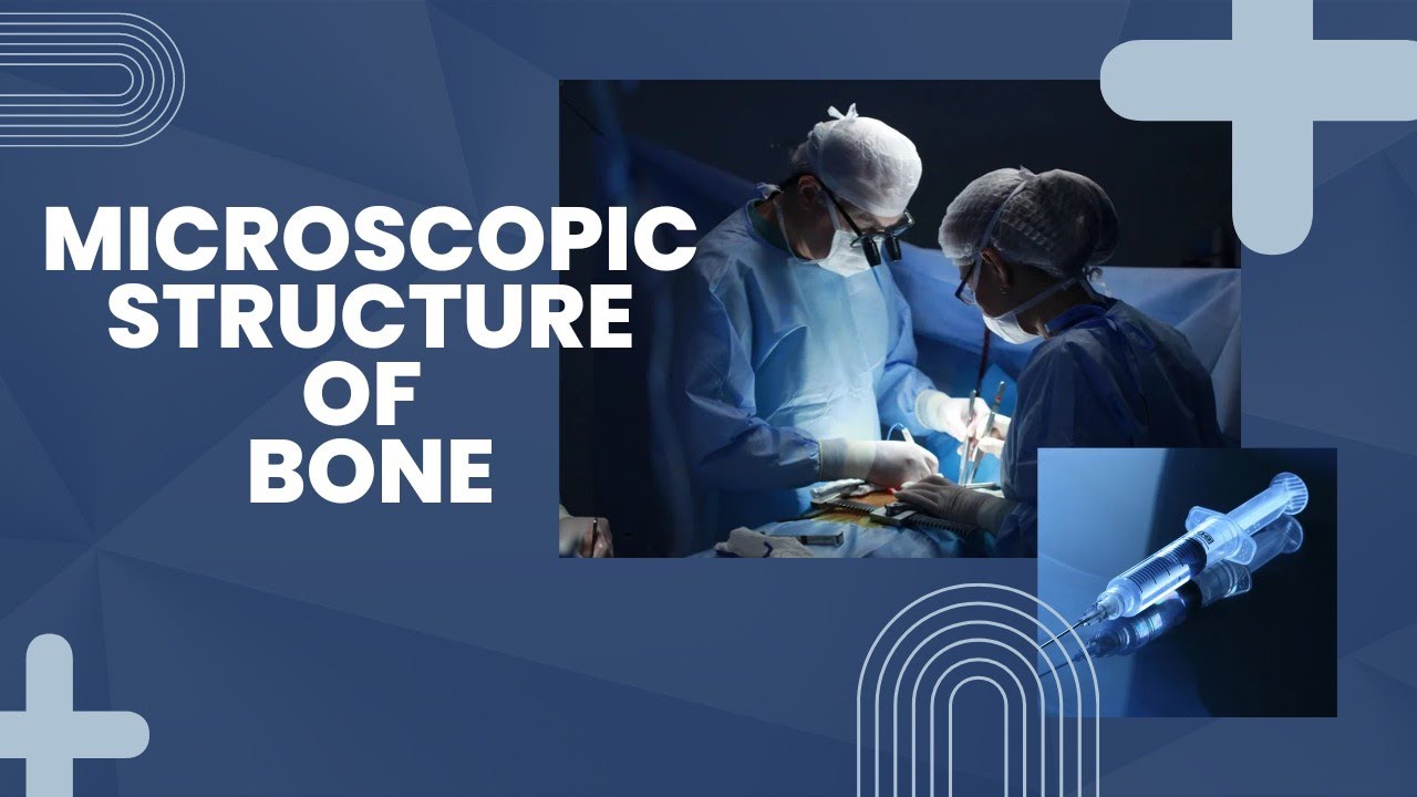 Microscopic structure of bone - YouTube
