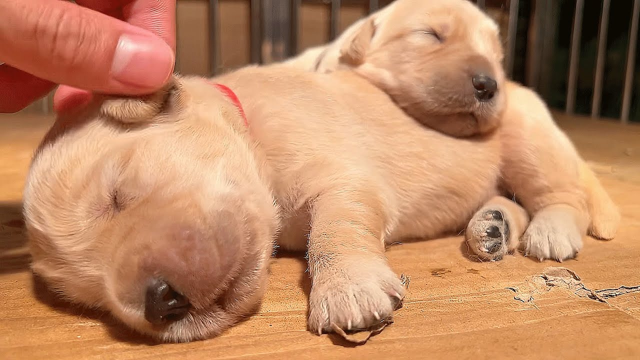 How Adorable Golden Retriever Puppies Melted My Heart and Captured My ...