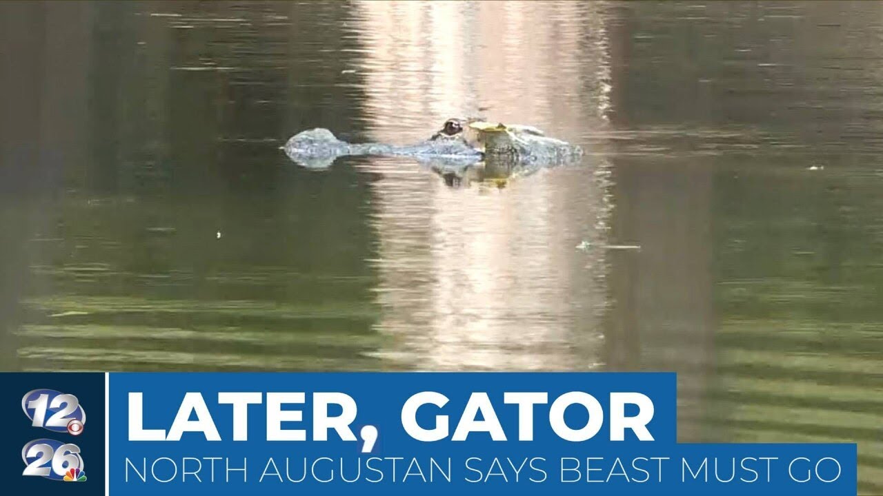 Meet the alligator that lives in the backyard - YouTube